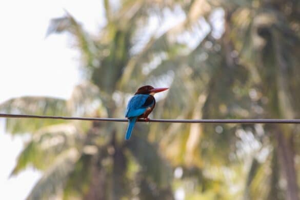 Understanding RGP Contact Lenses: Benefits and Uses